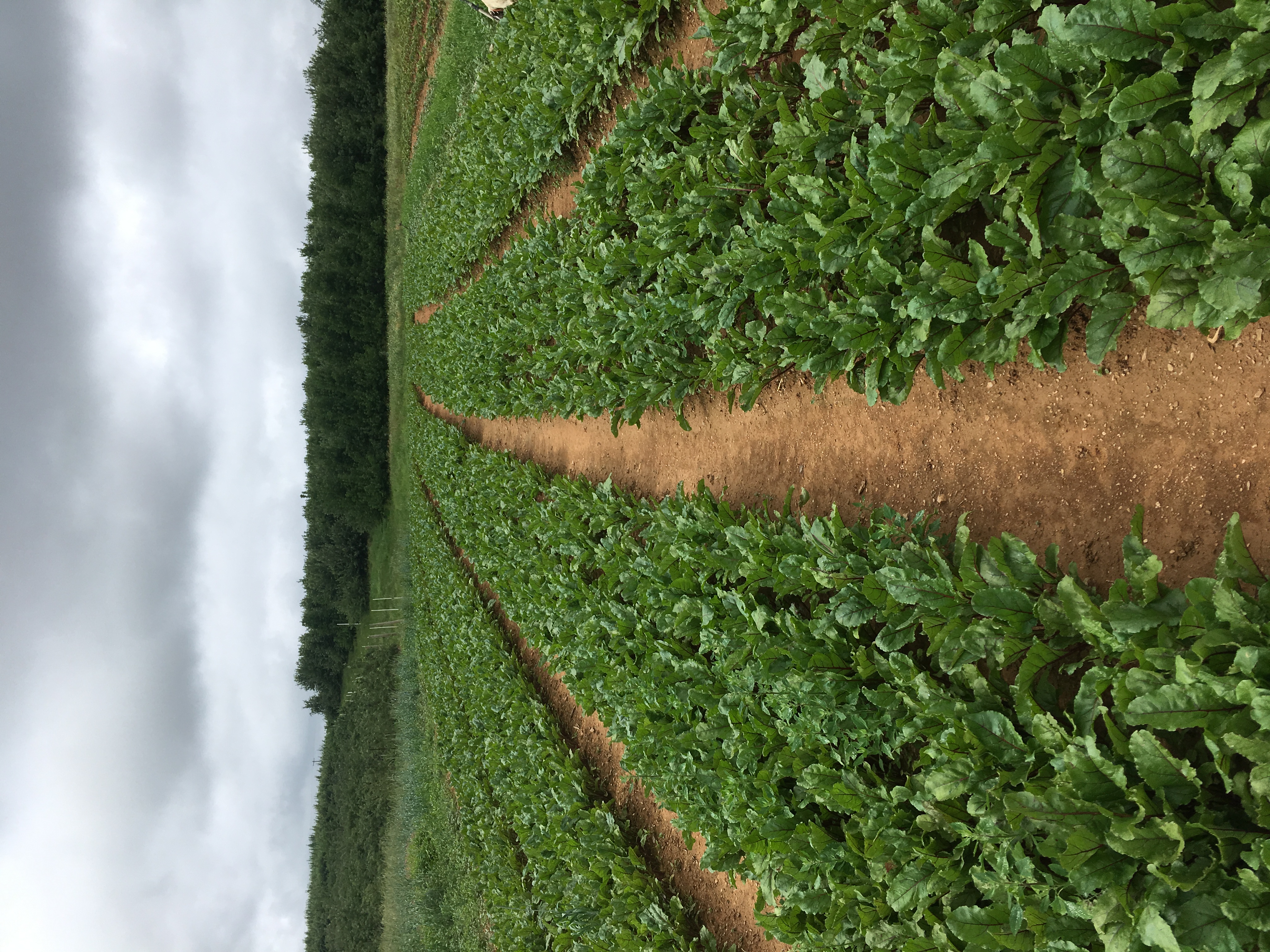 Today's Harvest — Current Crop Availability at Larriland Farm